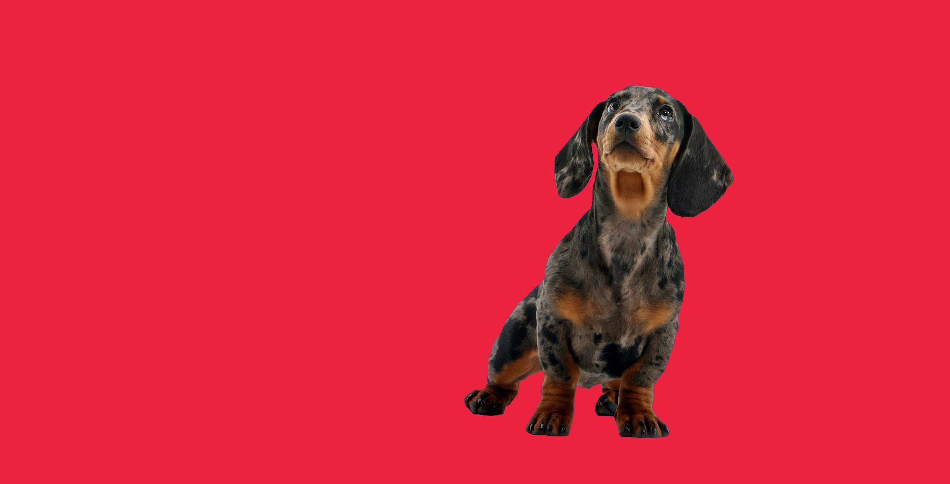 Amazon Pet - Quality Food Accessories for Cats, Dogs, Birds & Reptiles ...